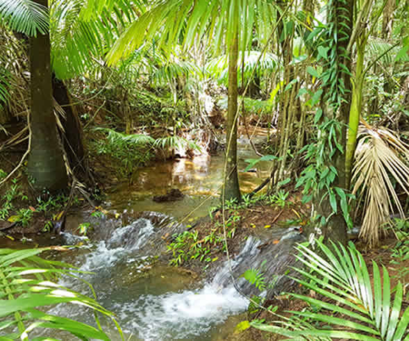 Daintree Rainforest Village - Camping in the heart of Daintree Rainforest